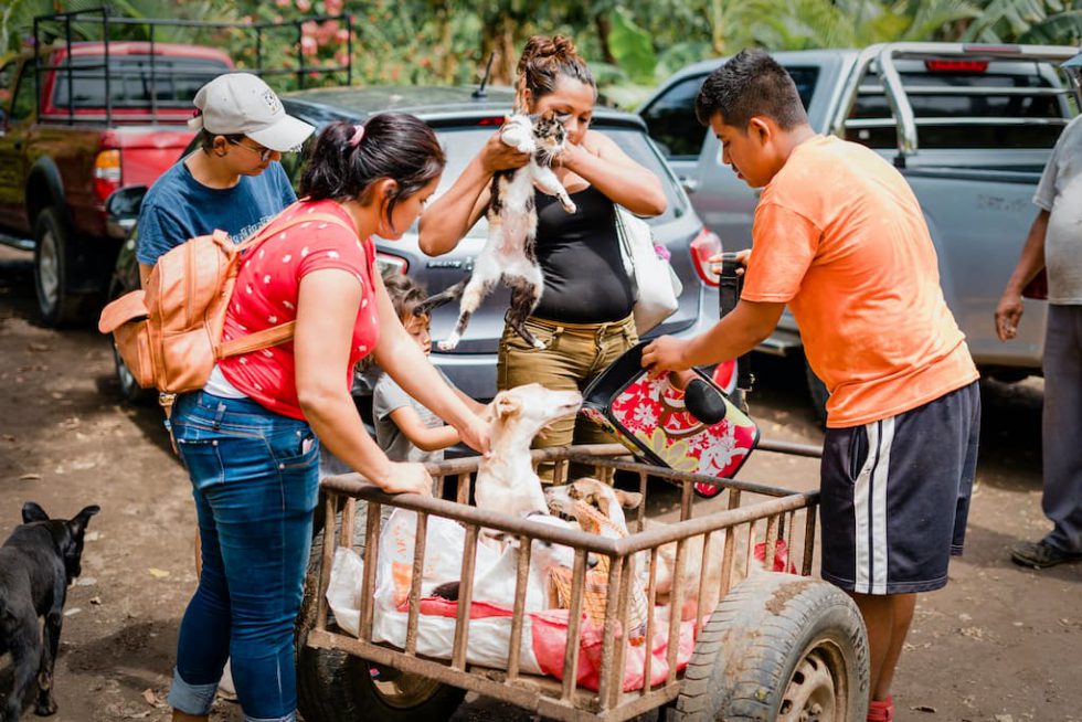 Our Mission - Global Strays