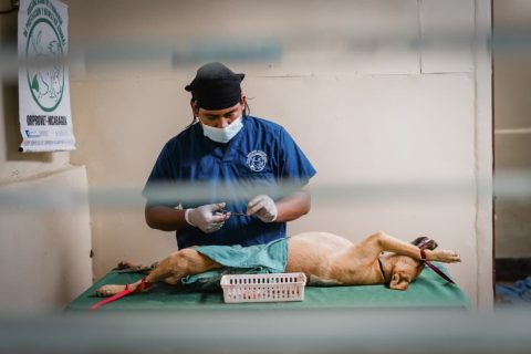 Home - Global Strays