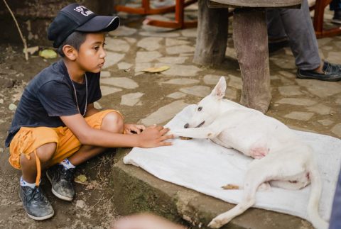 Home - Global Strays